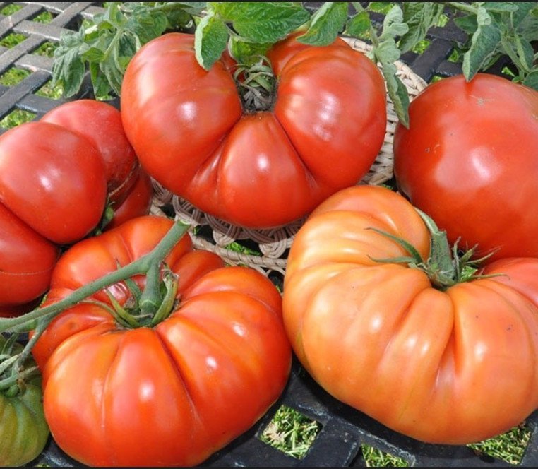 Pomidor Malinowy Olbrzym - Wielkie Owoce (Lycopersicon Esculentum ...